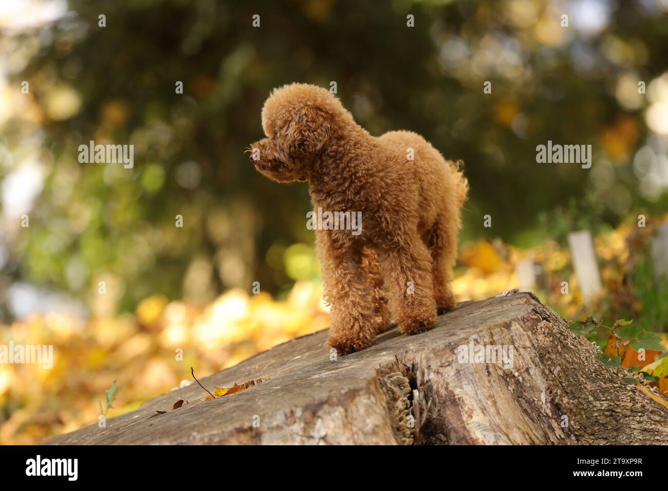 Cute Maltipoo dog on tree stump in autumn park, space for text Stock ...