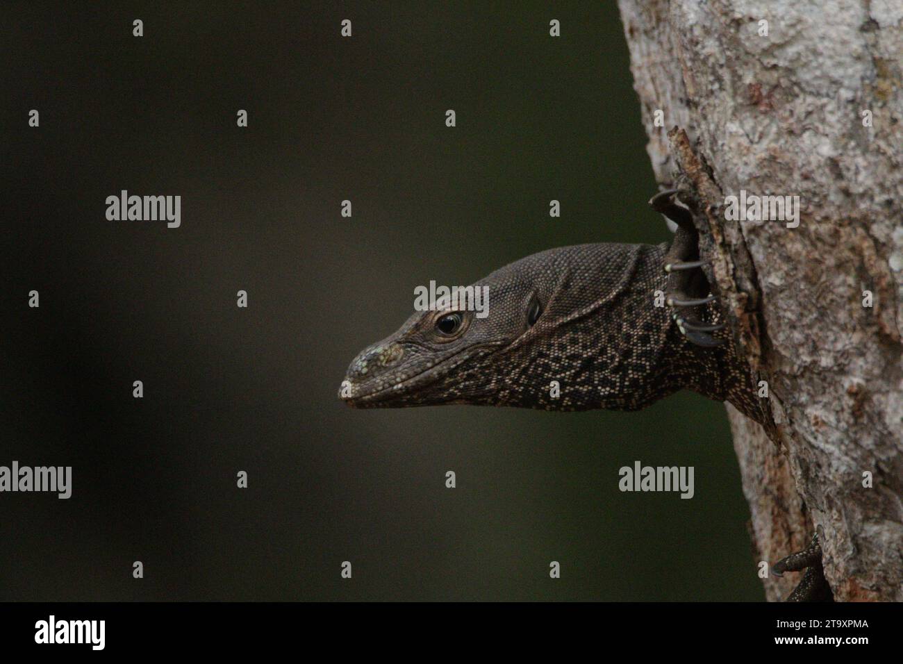 Land Monitor in Wilpattu National Park, Sri Lanka Stock Photo - Alamy