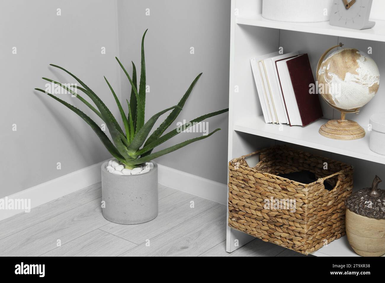 Beautiful potted aloe vera plant on floor indoors Stock Photo - Alamy