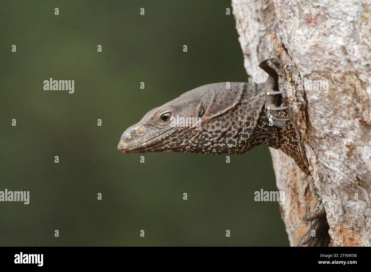 Land Monitor in Wilpattu National Park, Sri Lanka Stock Photo - Alamy