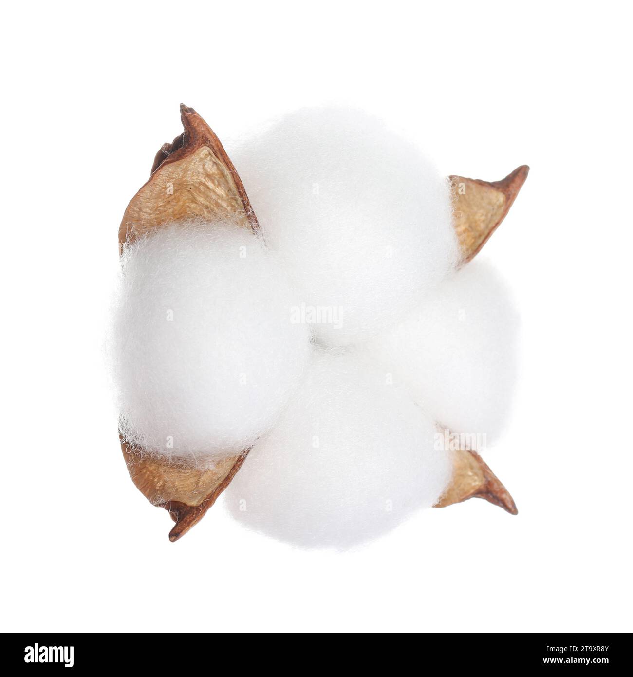 Beautiful fluffy cotton flower isolated on white Stock Photo - Alamy