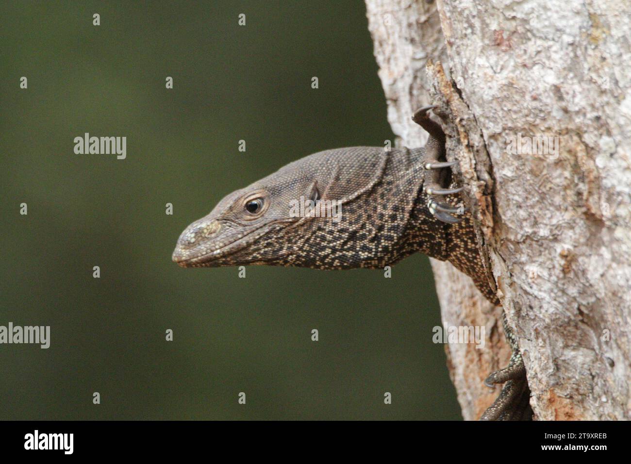 Land Monitor in Wilpattu National Park, Sri Lanka Stock Photo - Alamy