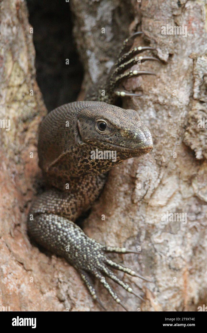 Land Monitor in Wilpattu National Park, Sri Lanka Stock Photo - Alamy