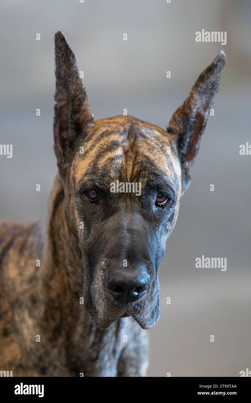 Head shot close up of a brindle Great Dane Stock Photo - Alamy