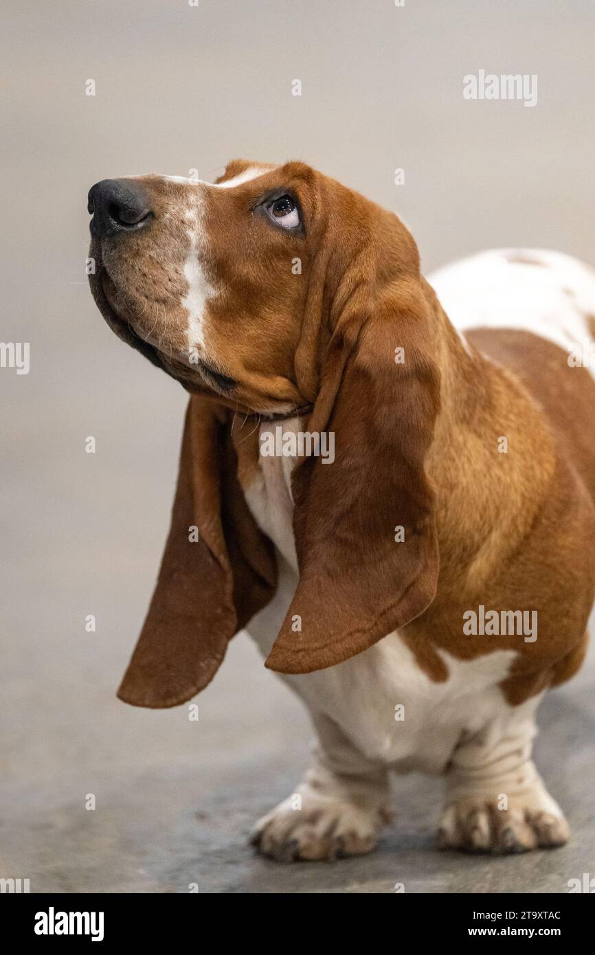 Floppy long ears hi-res stock photography and images - Alamy