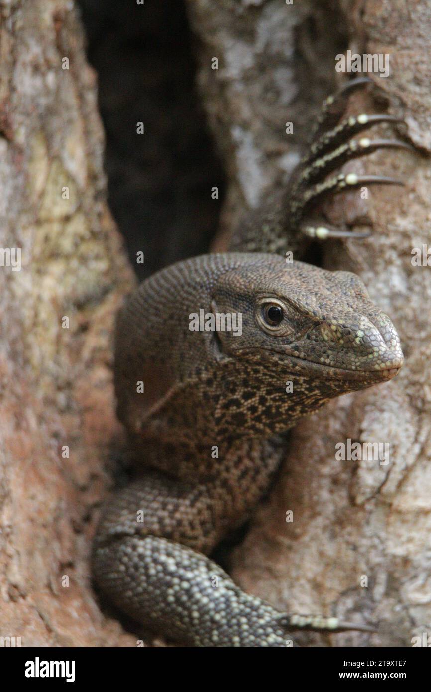 Sri lanka land monitor hi-res stock photography and images - Alamy