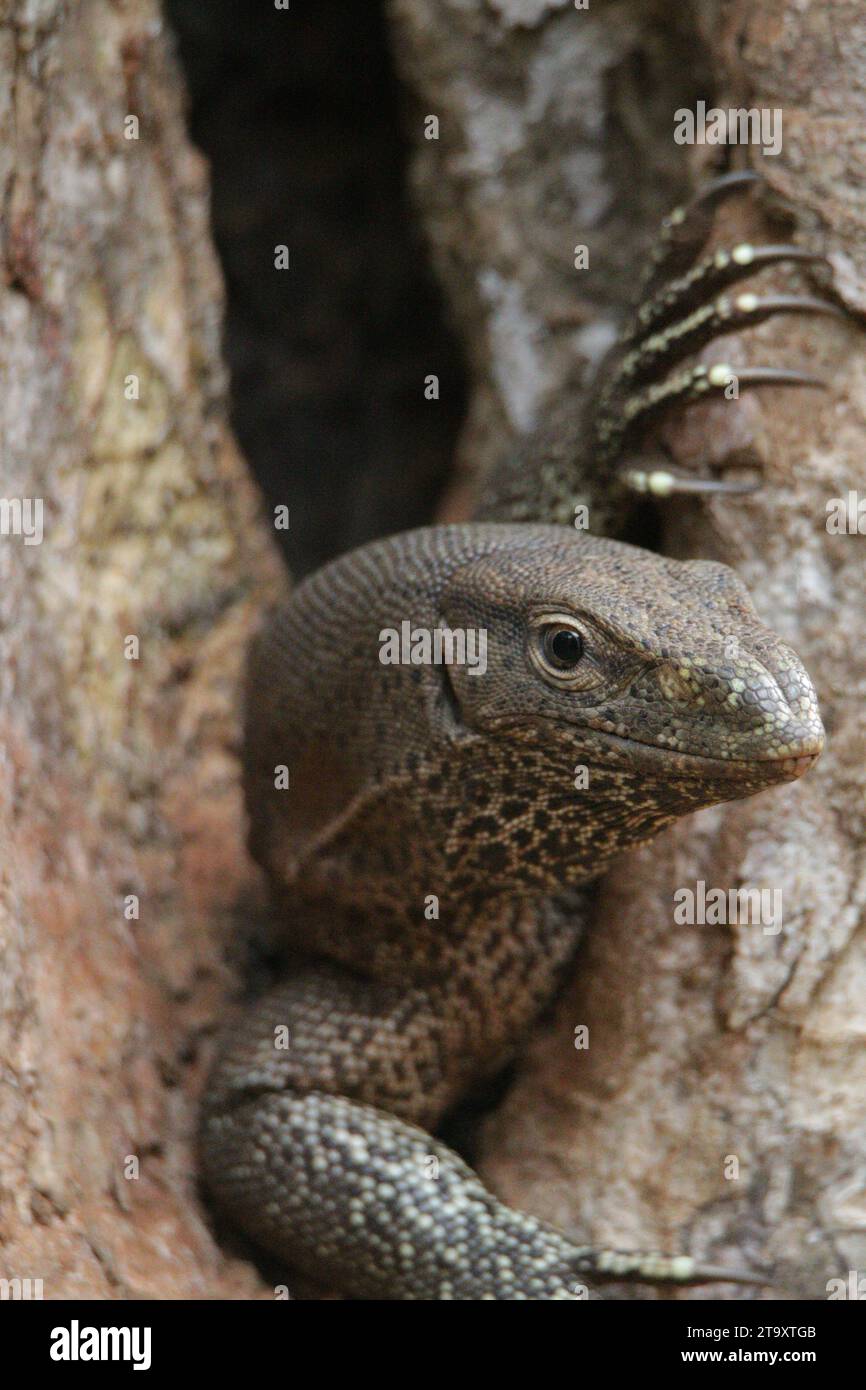 Land Monitor in Wilpattu National Park, Sri Lanka Stock Photo - Alamy