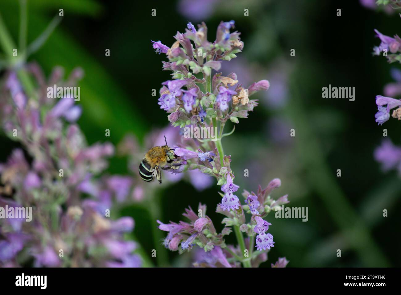 Native bee of australia hi-res stock photography and images - Alamy
