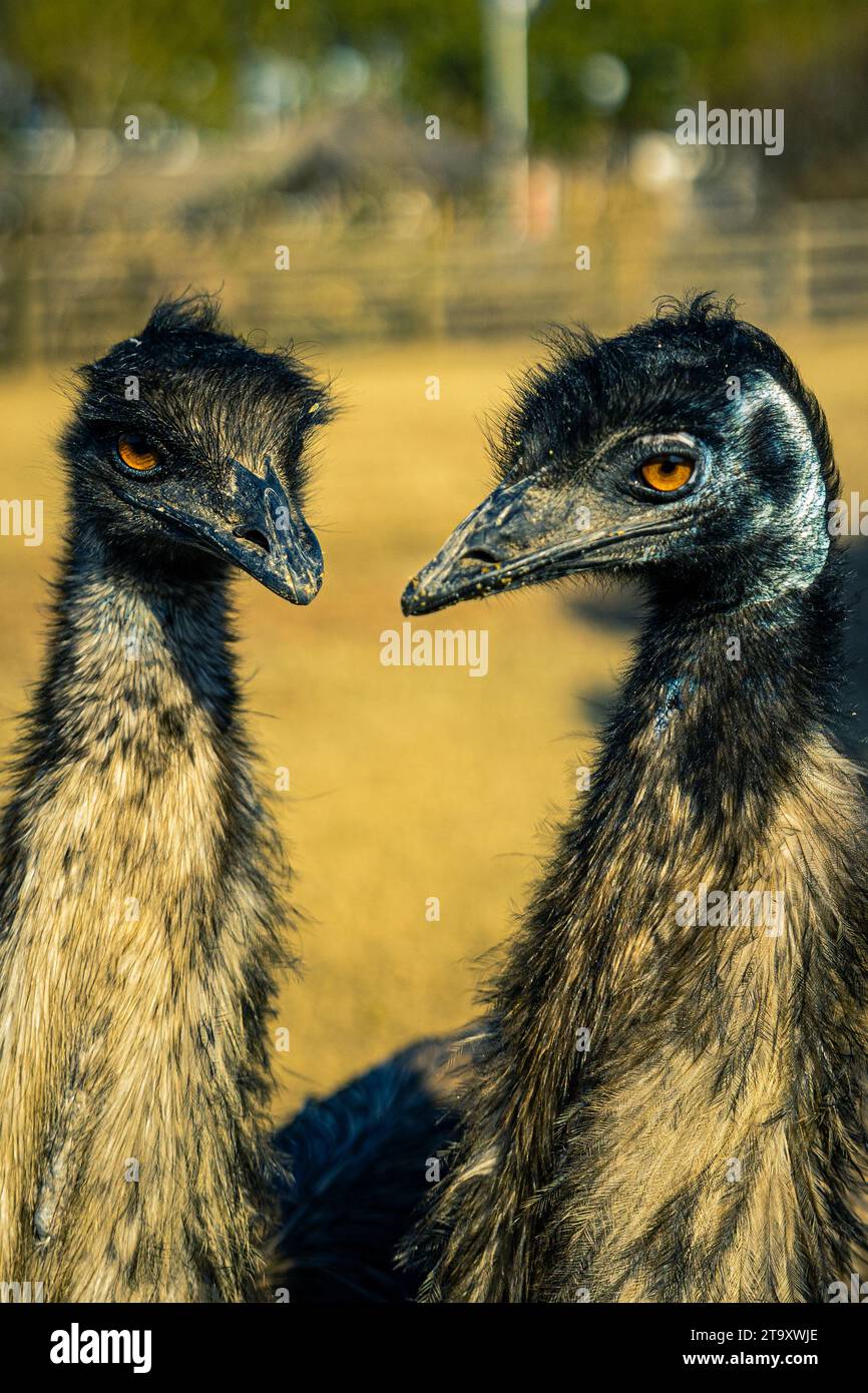 cute ostrich staring at each other on an open field Stock Photo - Alamy