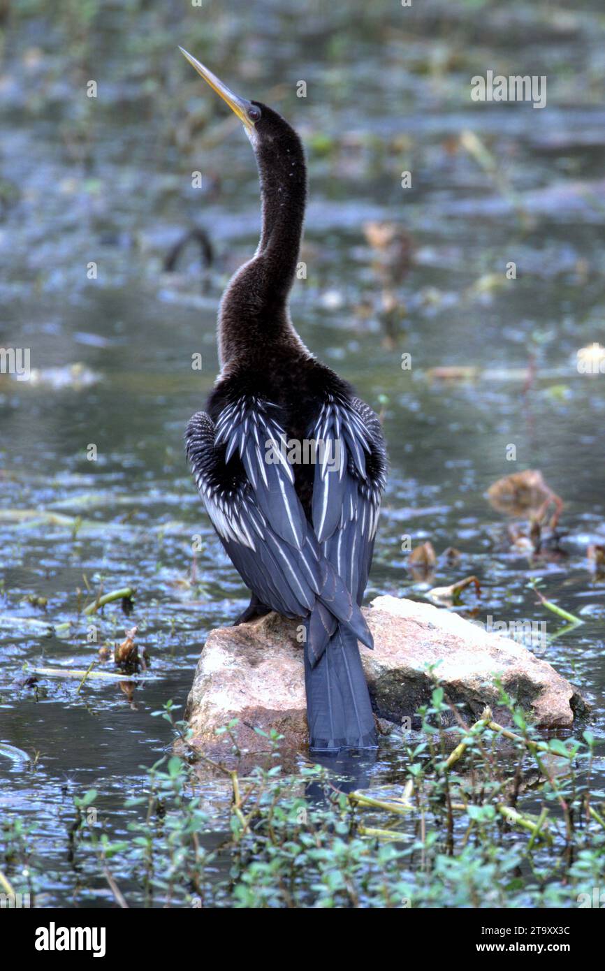Cormorant bird habitat hi-res stock photography and images - Alamy