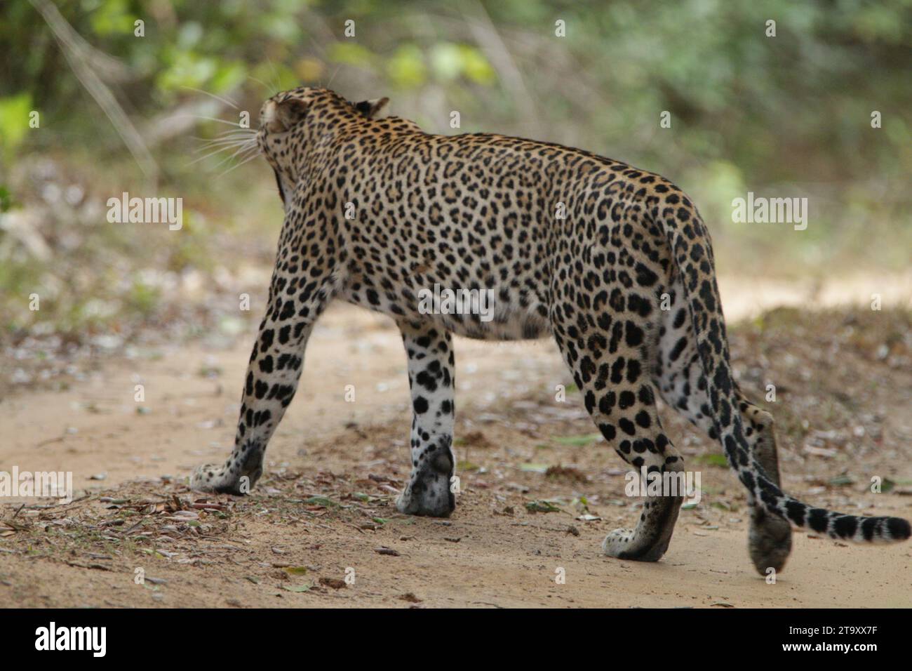 Leopards of Sri Lanka, Wilpathu National Park Stock Photo - Alamy