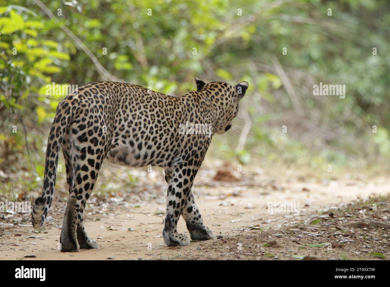 Leopards of Sri Lanka, Wilpathu National Park Stock Photo - Alamy
