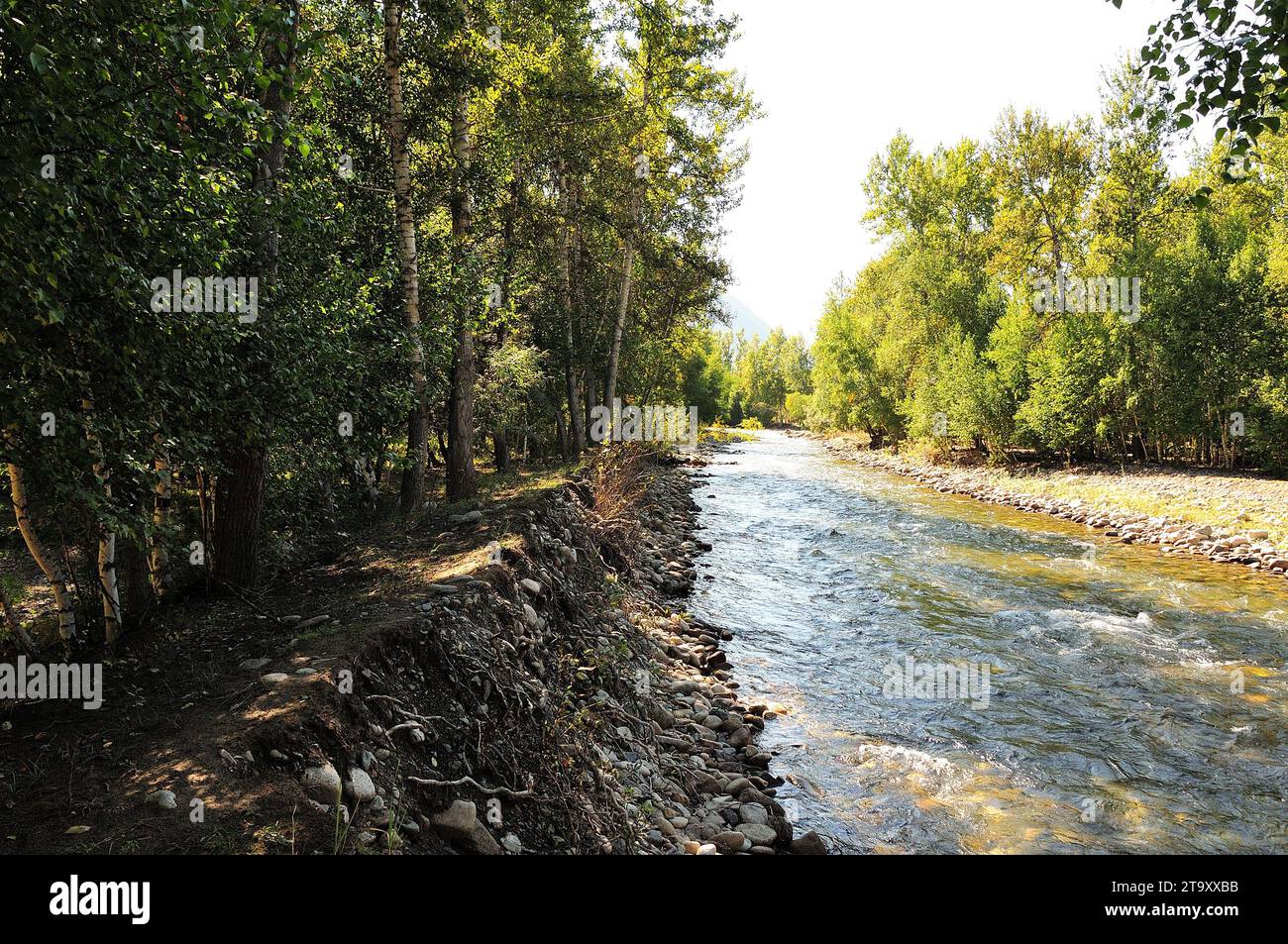 A narrow path along a dense forest that casts a shadow on the bed of a ...