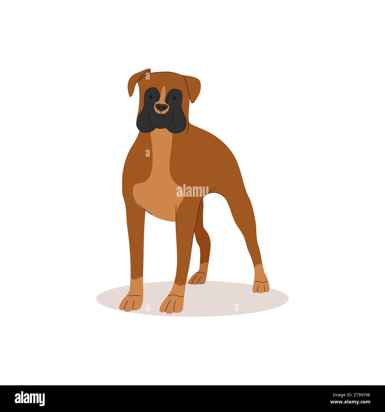 Funny and serious boxer. Dogs collection. Vector illustration of cute ...