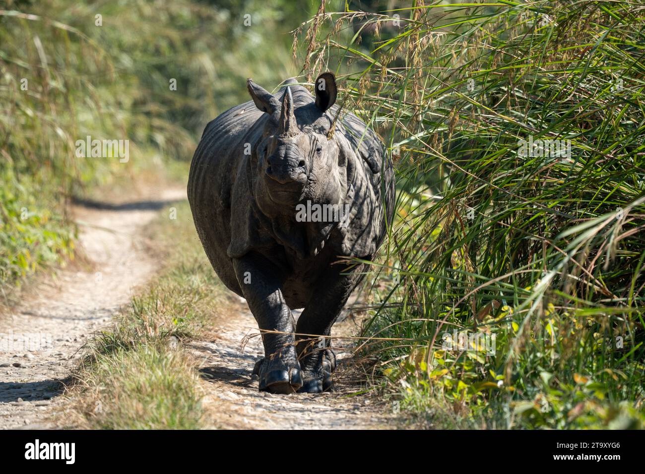 Rhino on the road hi-res stock photography and images - Alamy