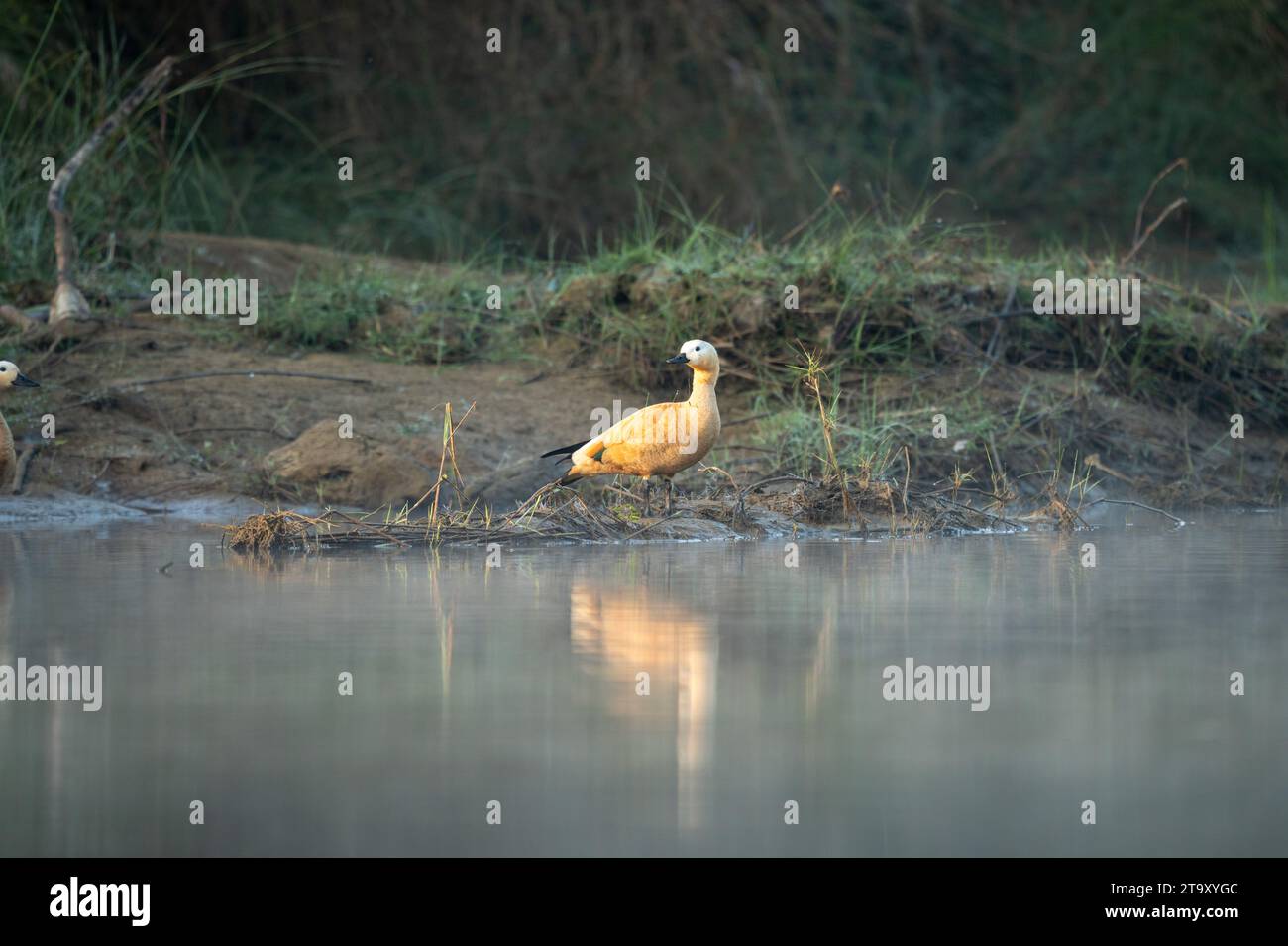 A ruddy shelduck standing on a small sandbar in the morning light Stock ...