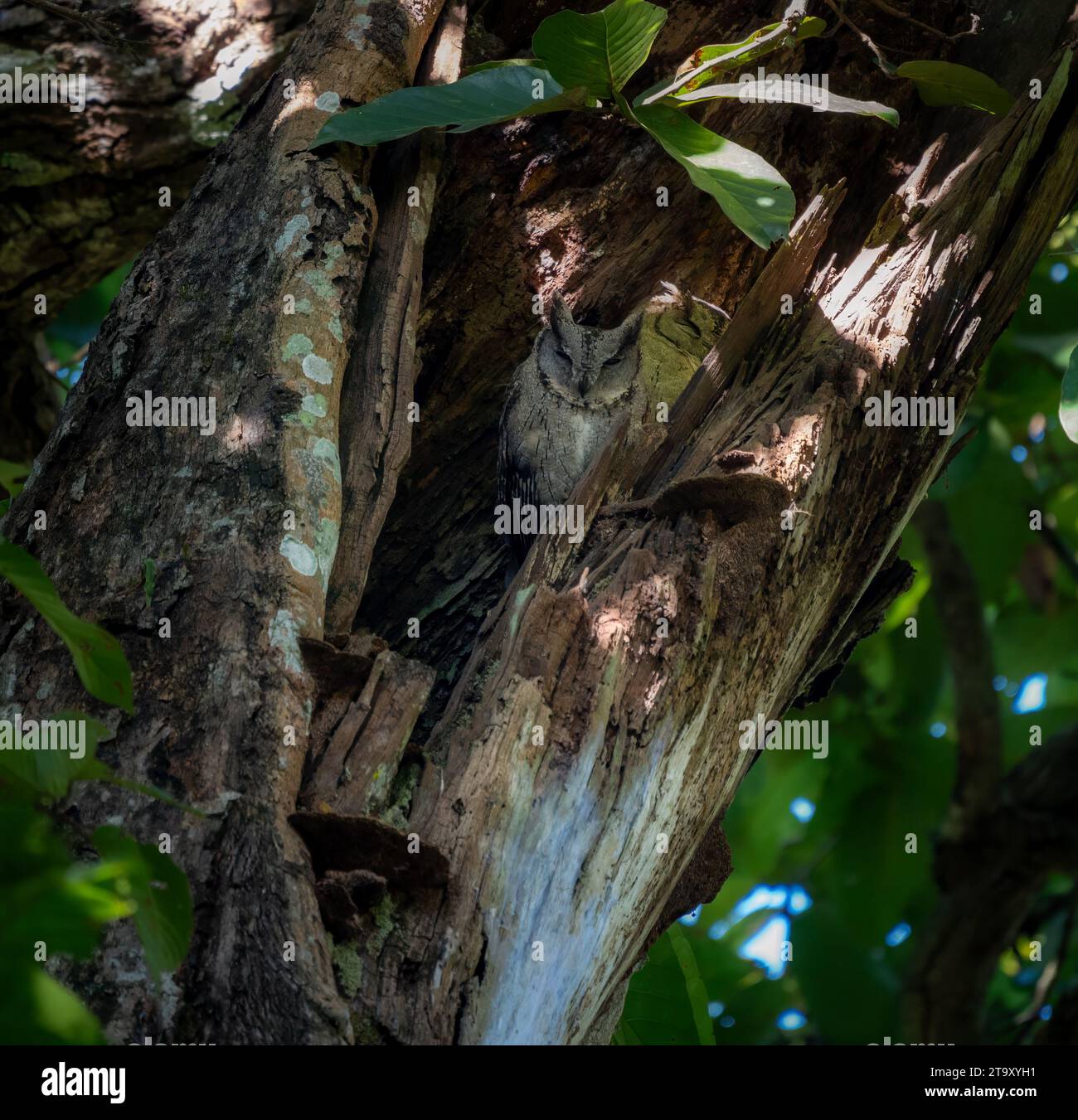 Two Striated Scops Owls sleeping in a hollow tree in the Chitwan ...
