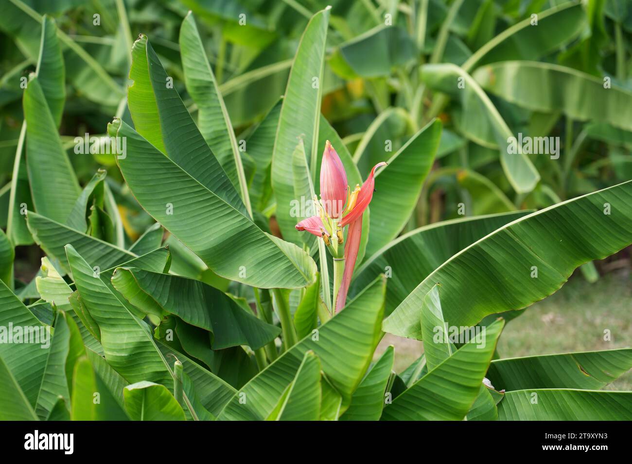 Blooming mini bananas with red flower tree plantation in nature with ...