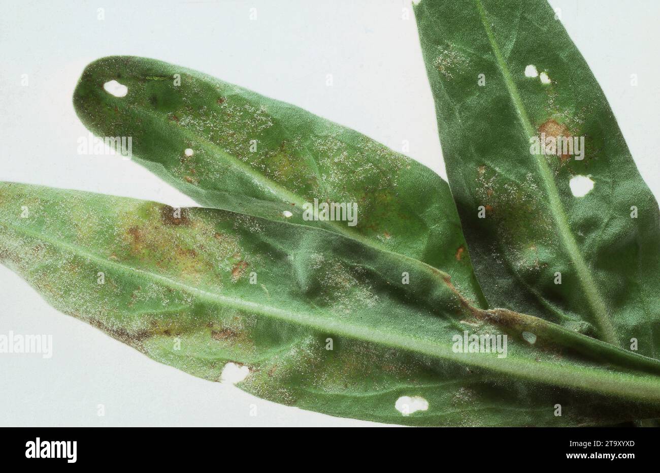 Belbahrii hi-res stock photography and images - Alamy