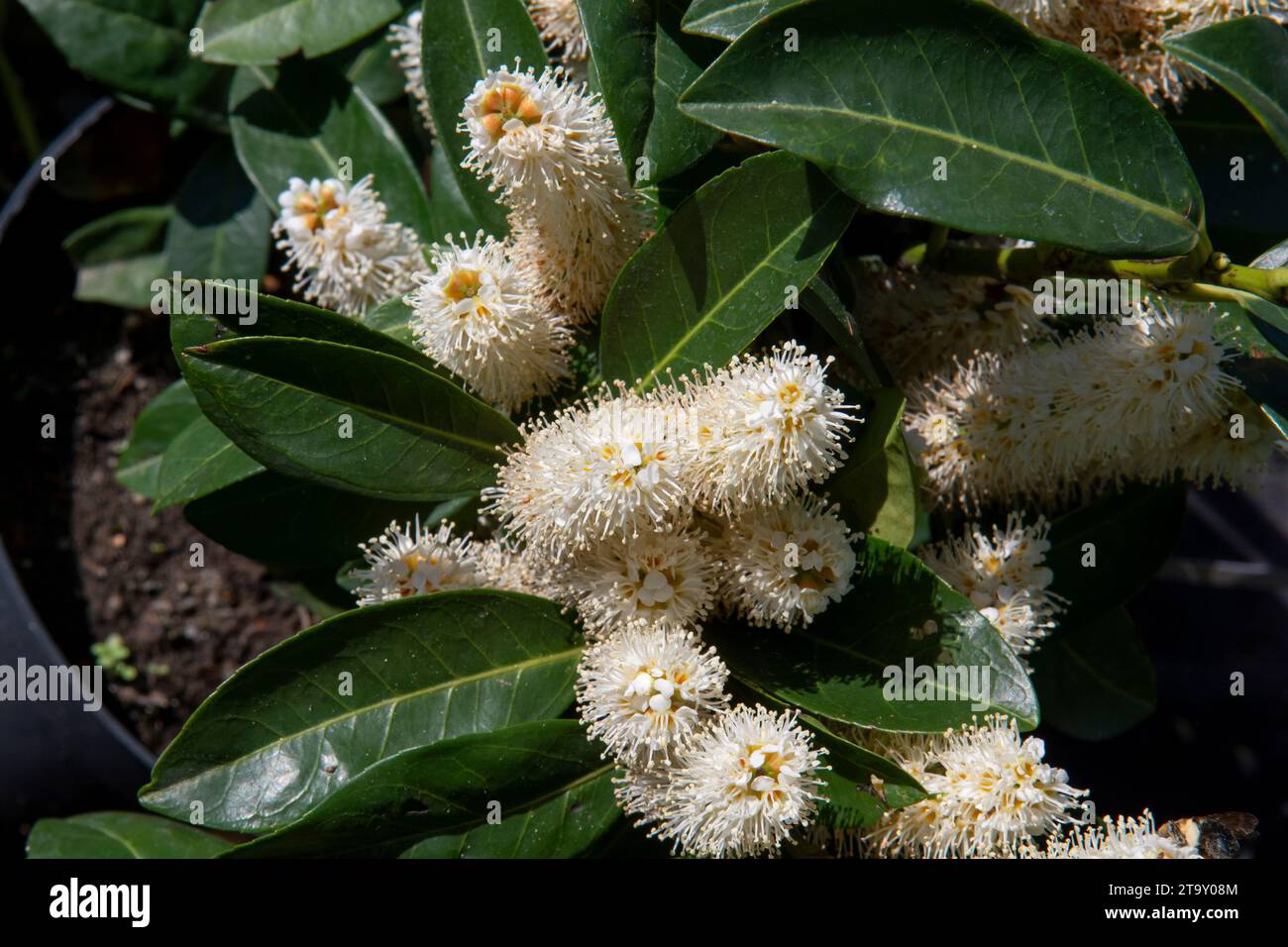 Flowering Prunus laurocerasus, also known as cherry laurel, common ...