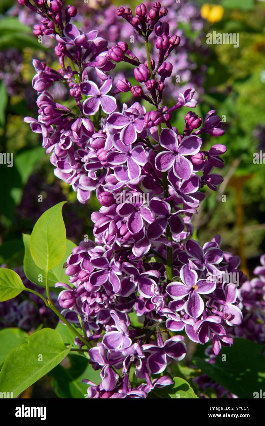 Common purple lilac syringa vulgaris hi-res stock photography and ...