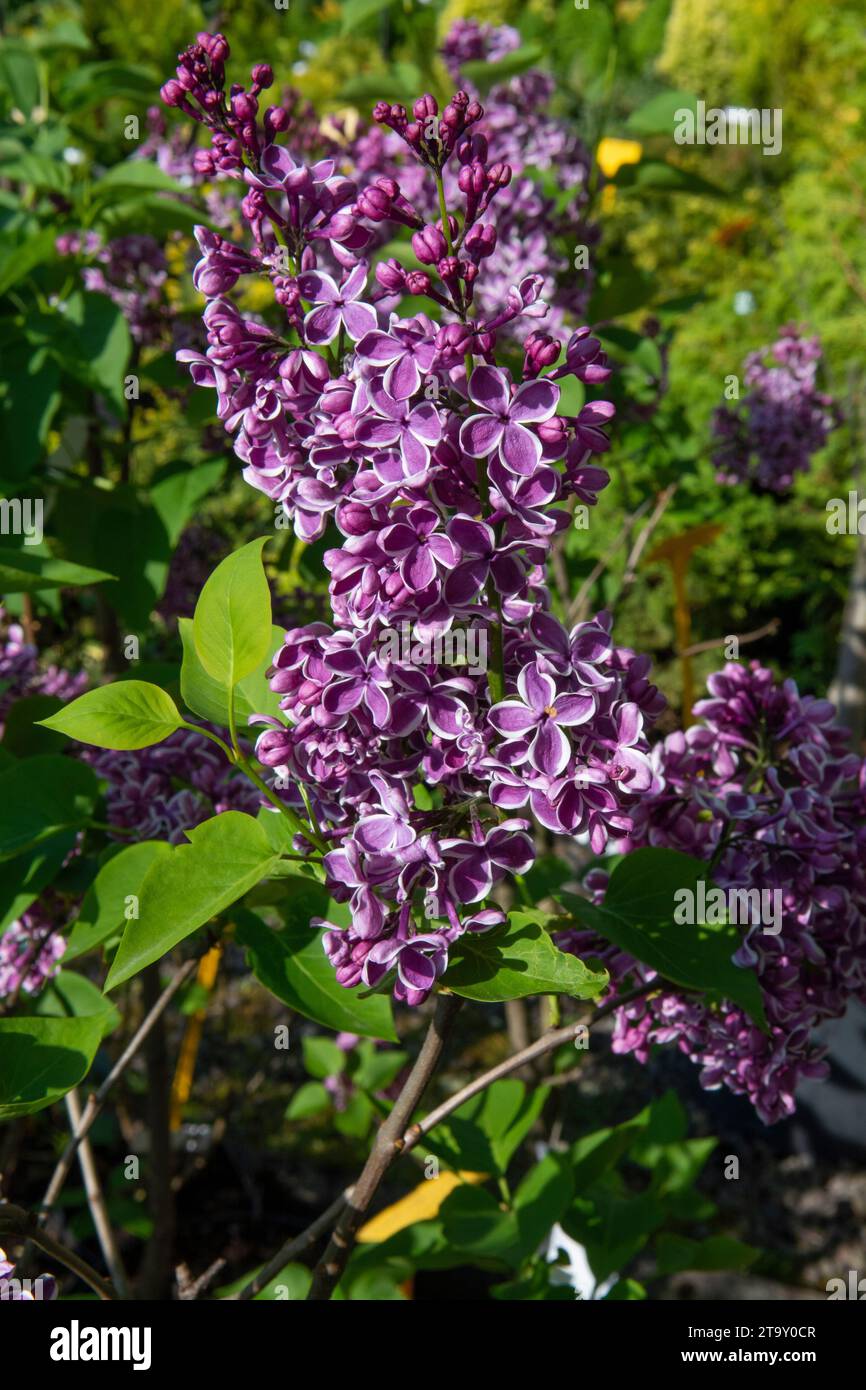 Common purple lilac syringa vulgaris hi-res stock photography and ...
