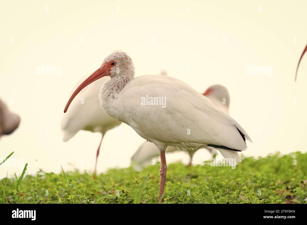 ibis bird animal fauna in nature. photo of ibis bird fauna outdoor ...