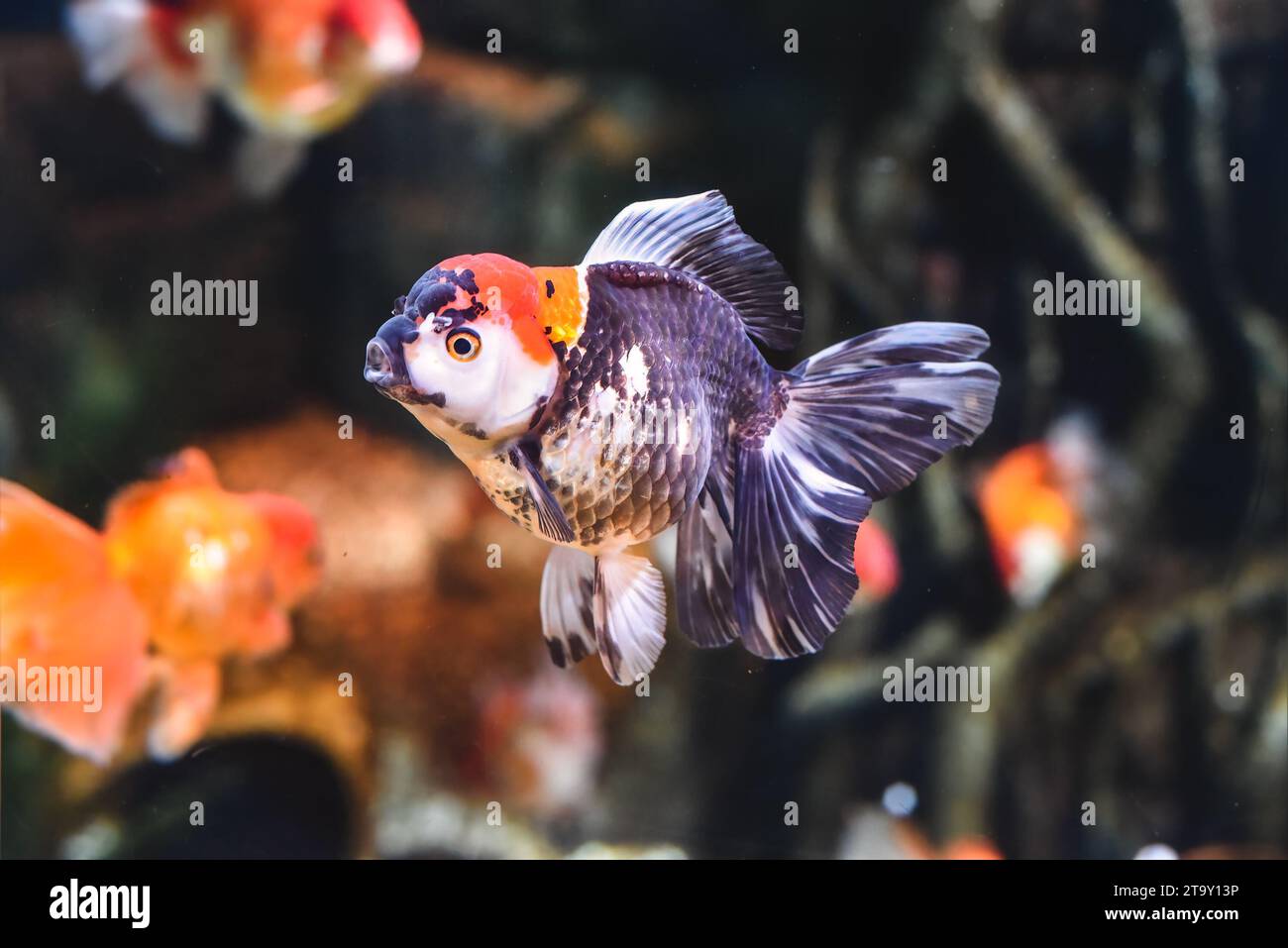 Orange oranda goldfish in aquarium Stock Photo - Alamy