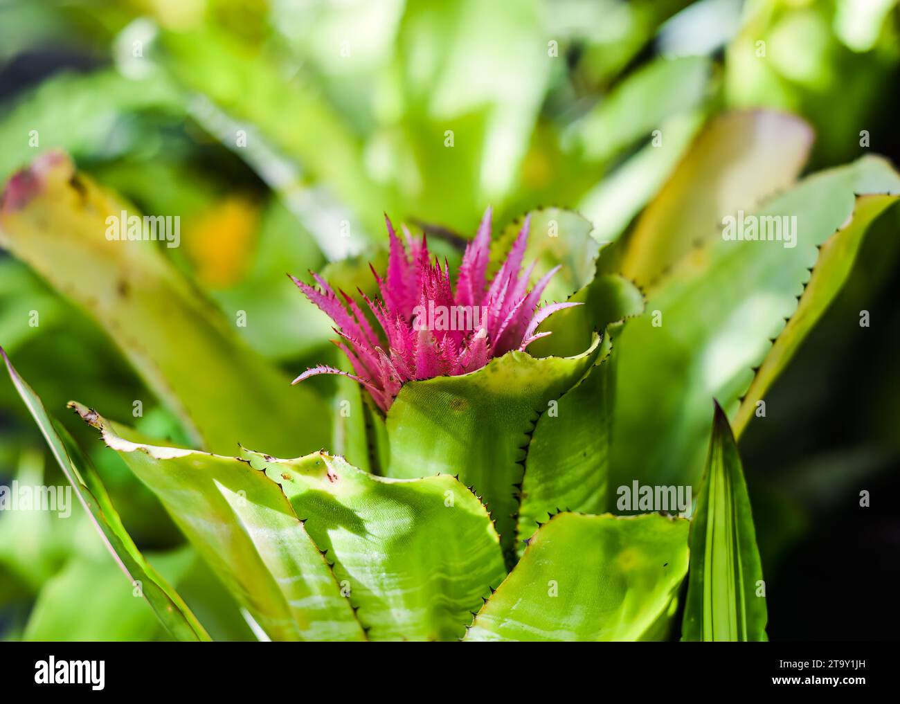 Pink flower of Bromelia plant close up Stock Photo - Alamy