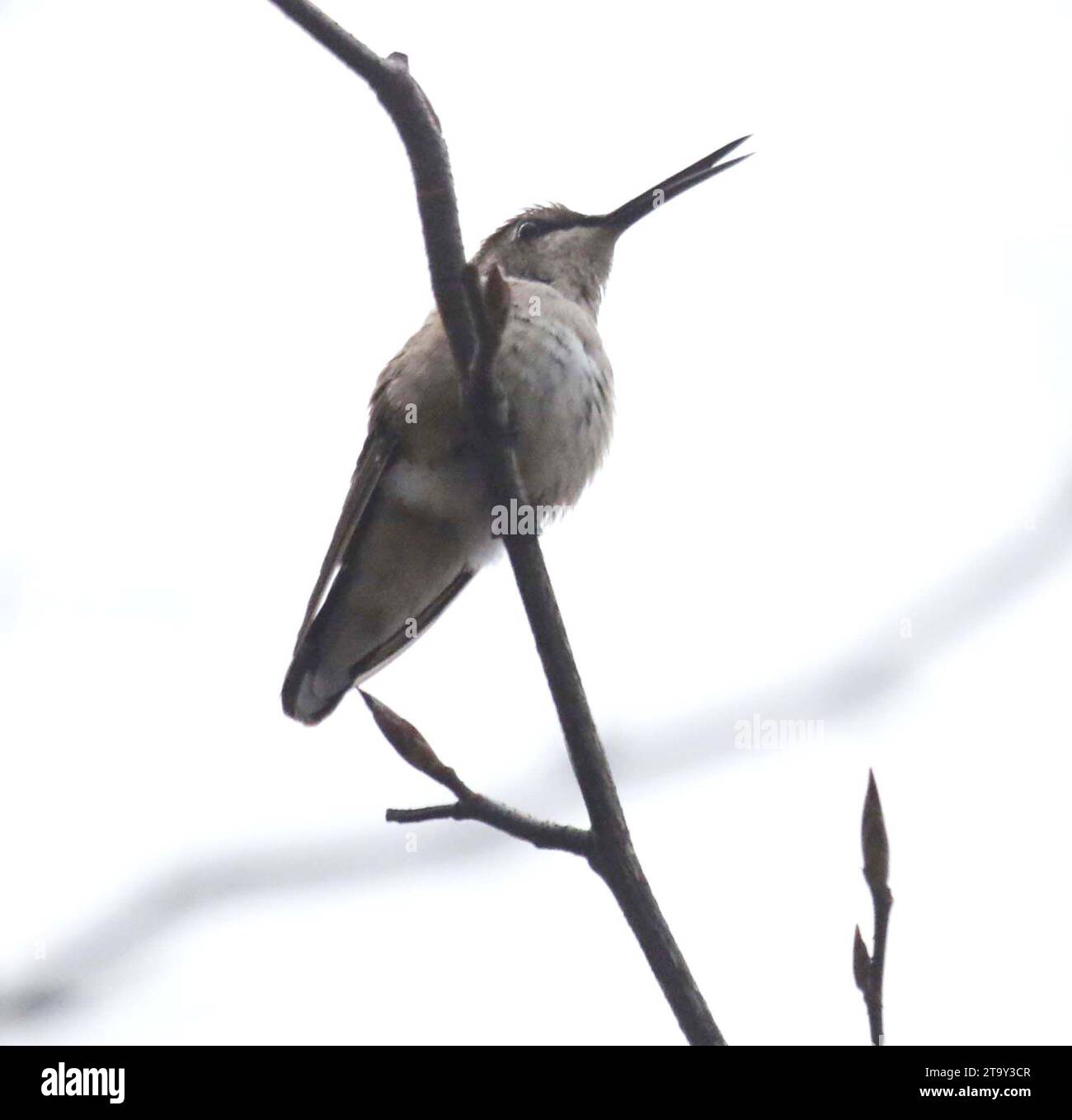 West coast hummingbird hi-res stock photography and images - Alamy