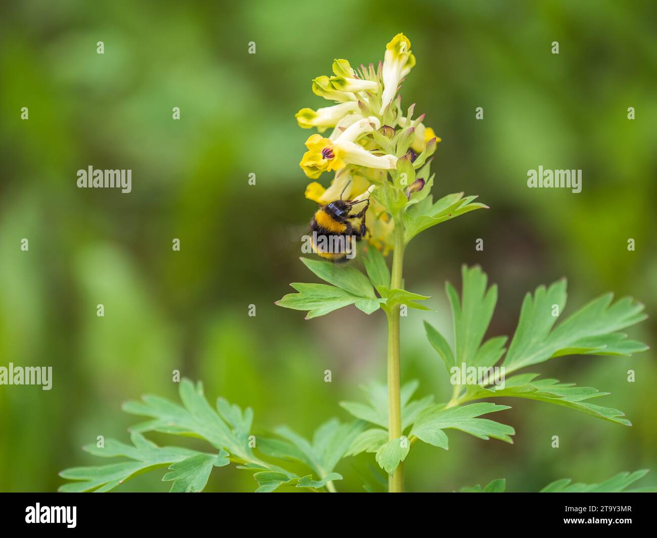 A bee collects nectar from yellow flowers of Corydalis nobilis, the ...