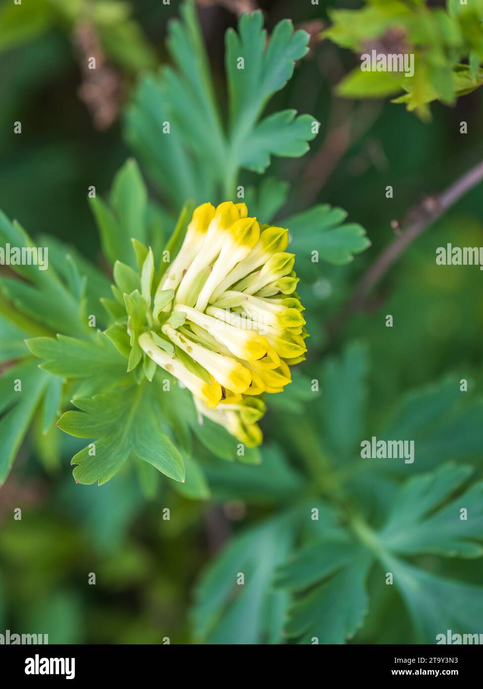 Corydalis nobilis, the Siberian corydalis, is a perennial plant native ...