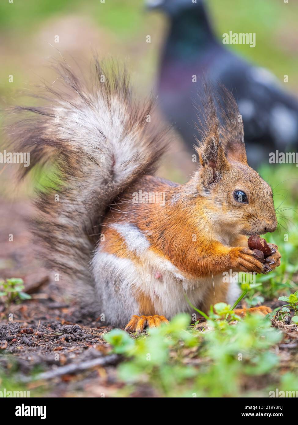 Squirrel eats a nut while sitting in green grass. Eurasian Red squirrel, Sciurus vulgaris ...