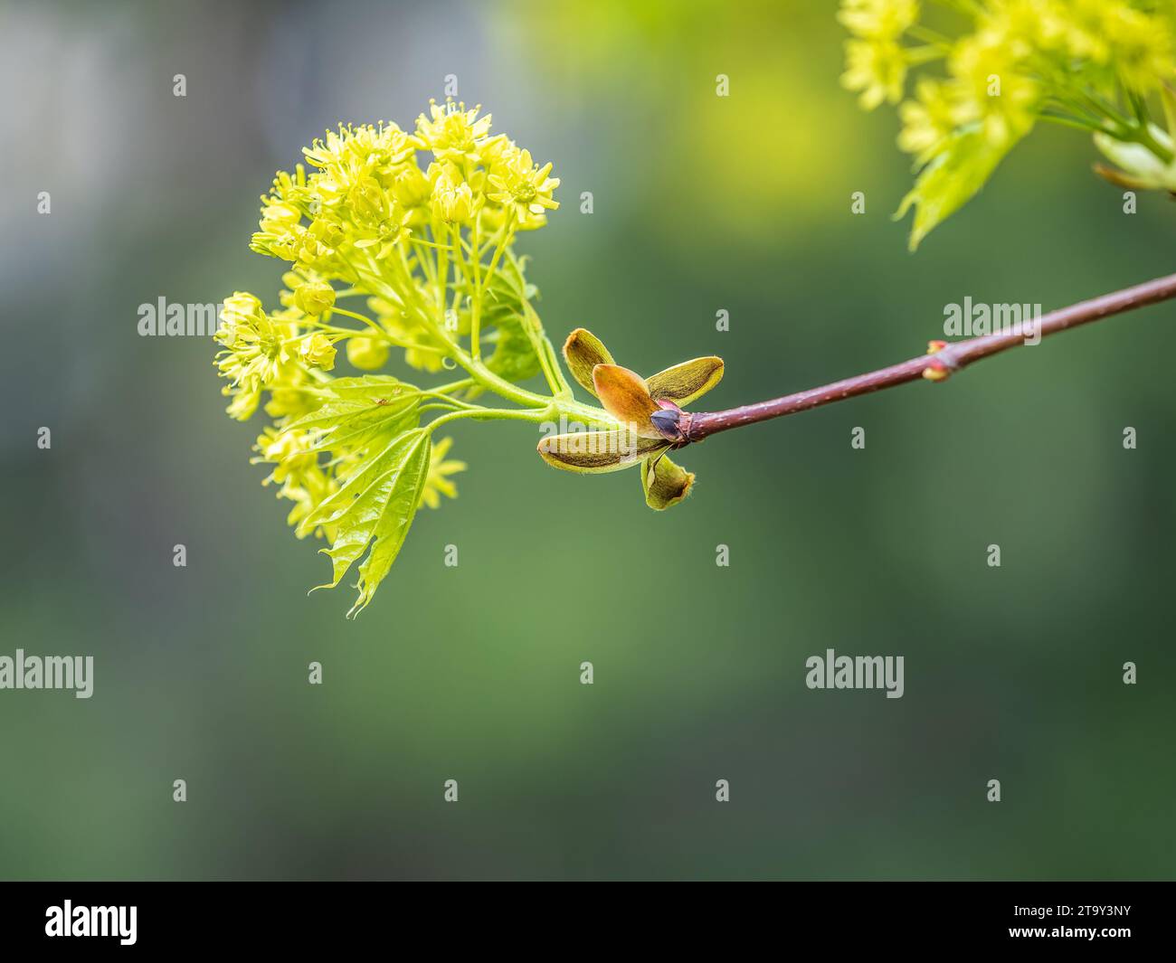Fresh maple leaves with flowers and seeds. Spring branches of maple ...