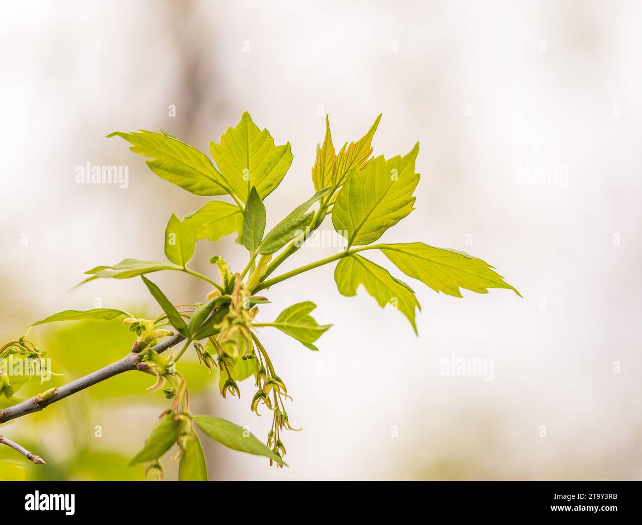 Fresh maple leaves with flowers and seeds. Spring branches of maple ...