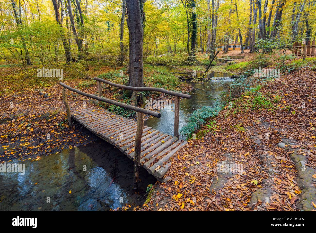 Yellow green forest path river hi-res stock photography and images - Alamy