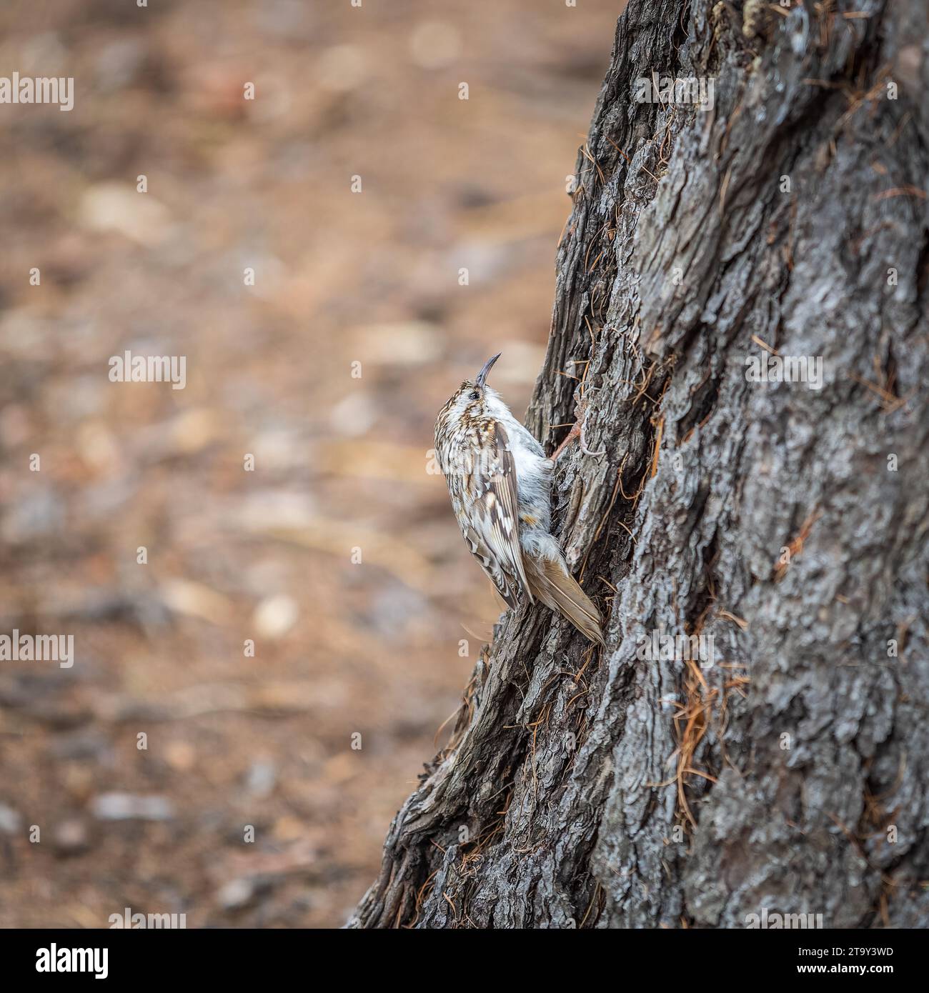 Little bird Eurasian treecreeper crawling on a tree. Cute interesting ...