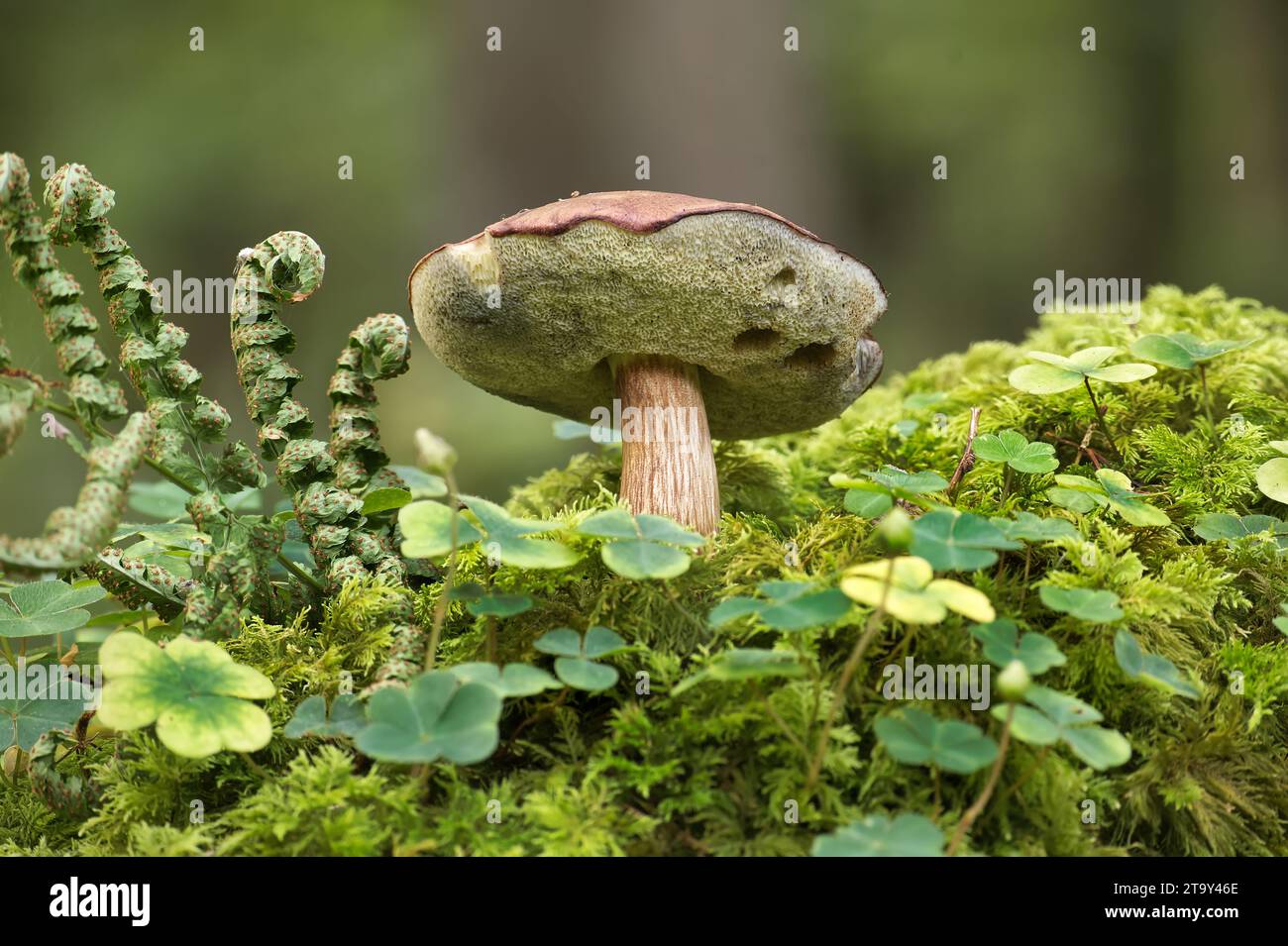 Low angle view of a Pine Bolete or bay bolete mushroom growing on lush ...