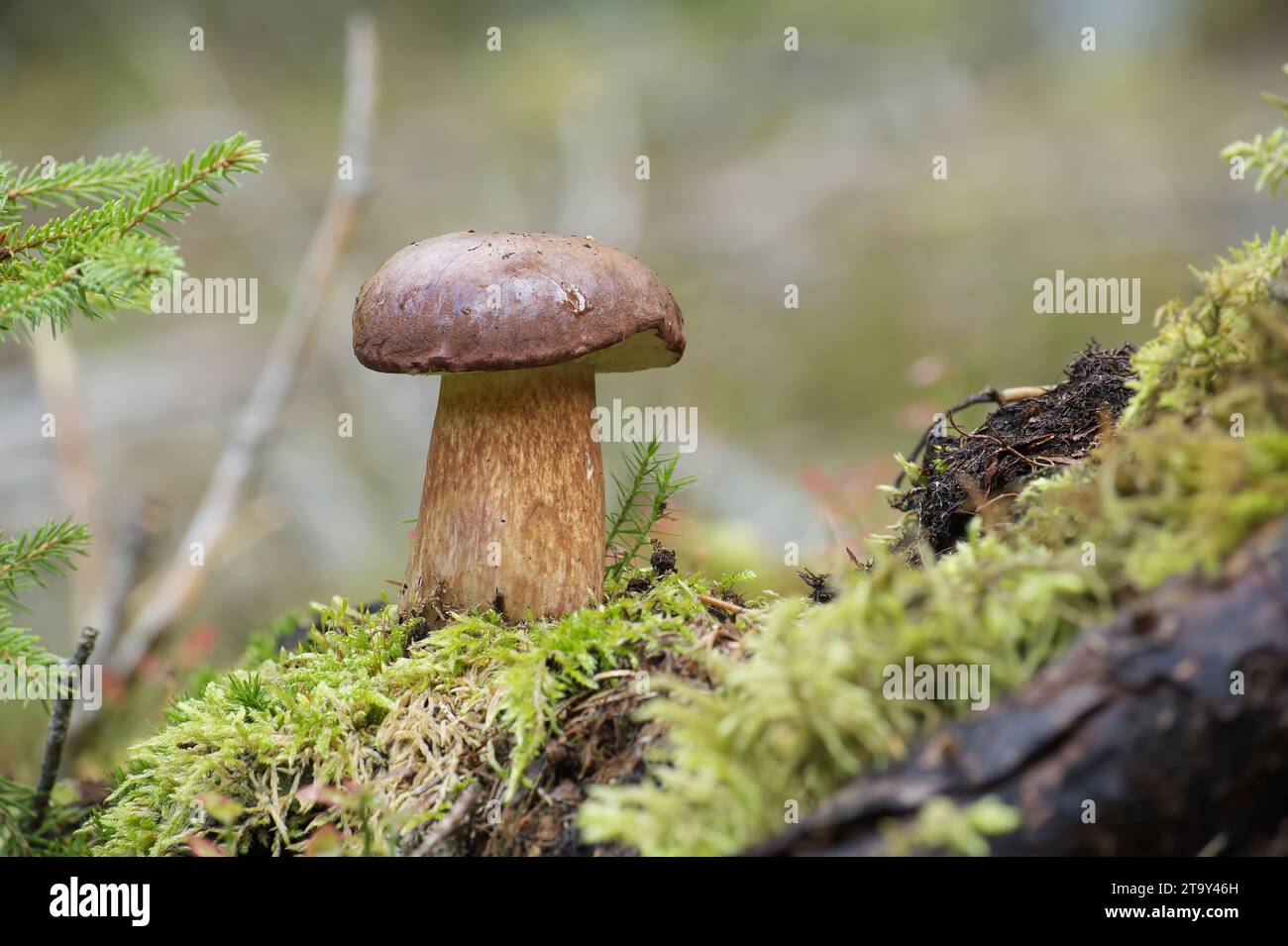 Boletus pinophilus mushroom is nestled amidst a lush setting ...