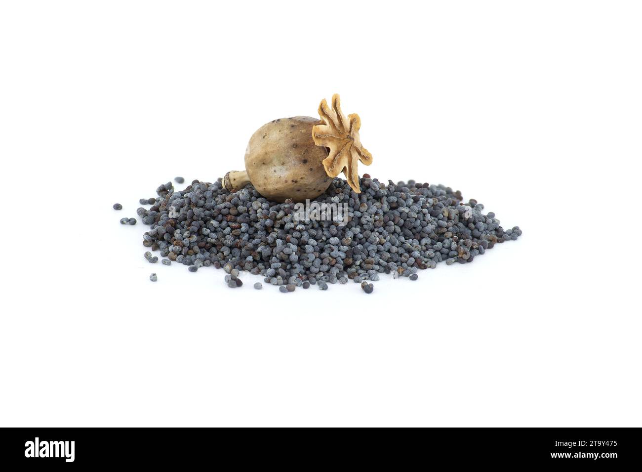 Poppy seeds and dried poppy seed pods isolated on white background ...