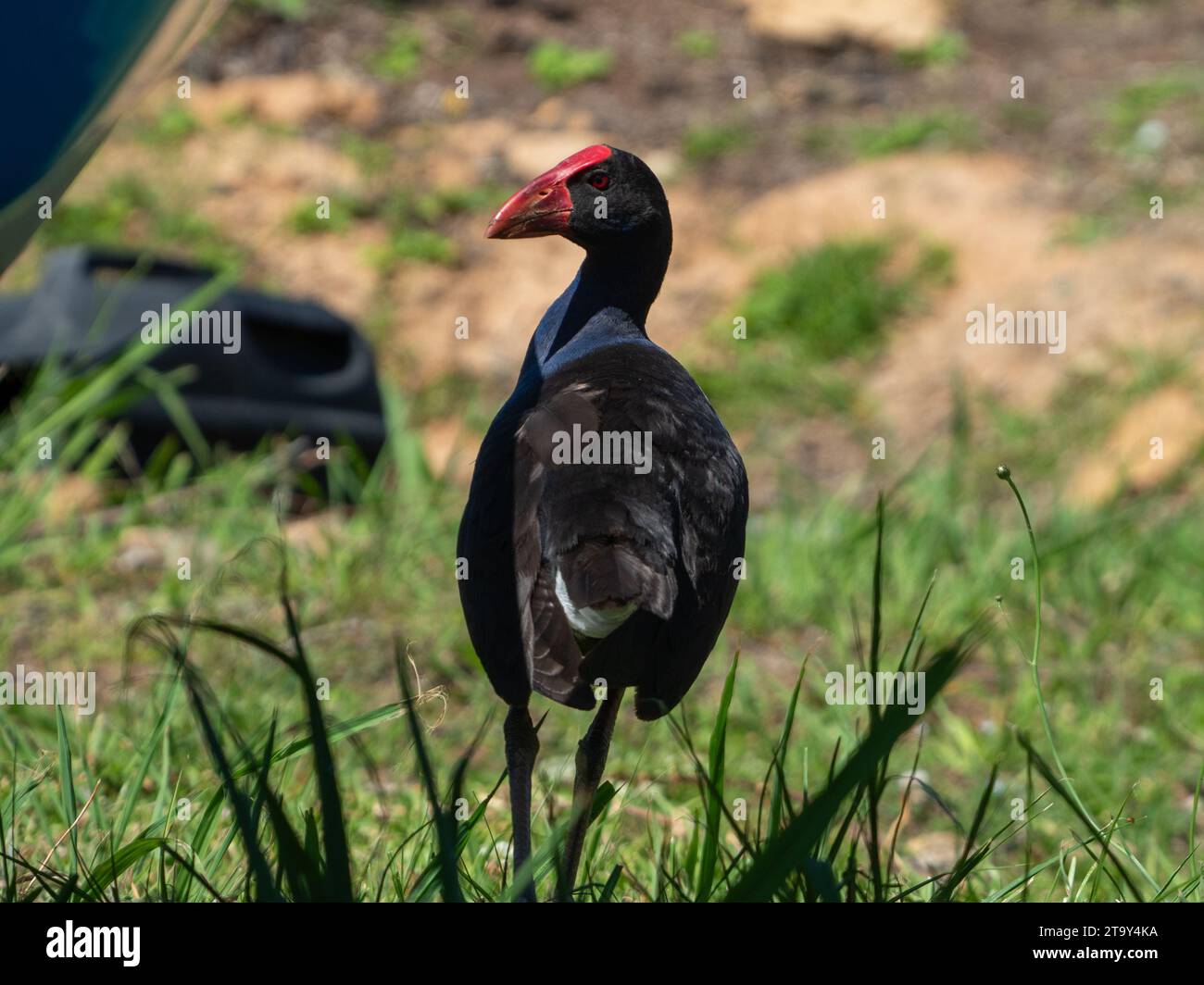 Purple Swamphen roaming around a backyard Stock Photo - Alamy
