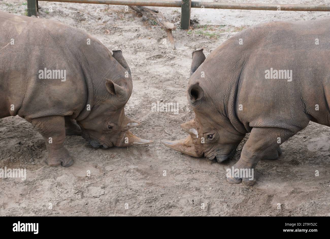 Close up of the two rhinoceros fighting on the ground Stock Photo - Alamy