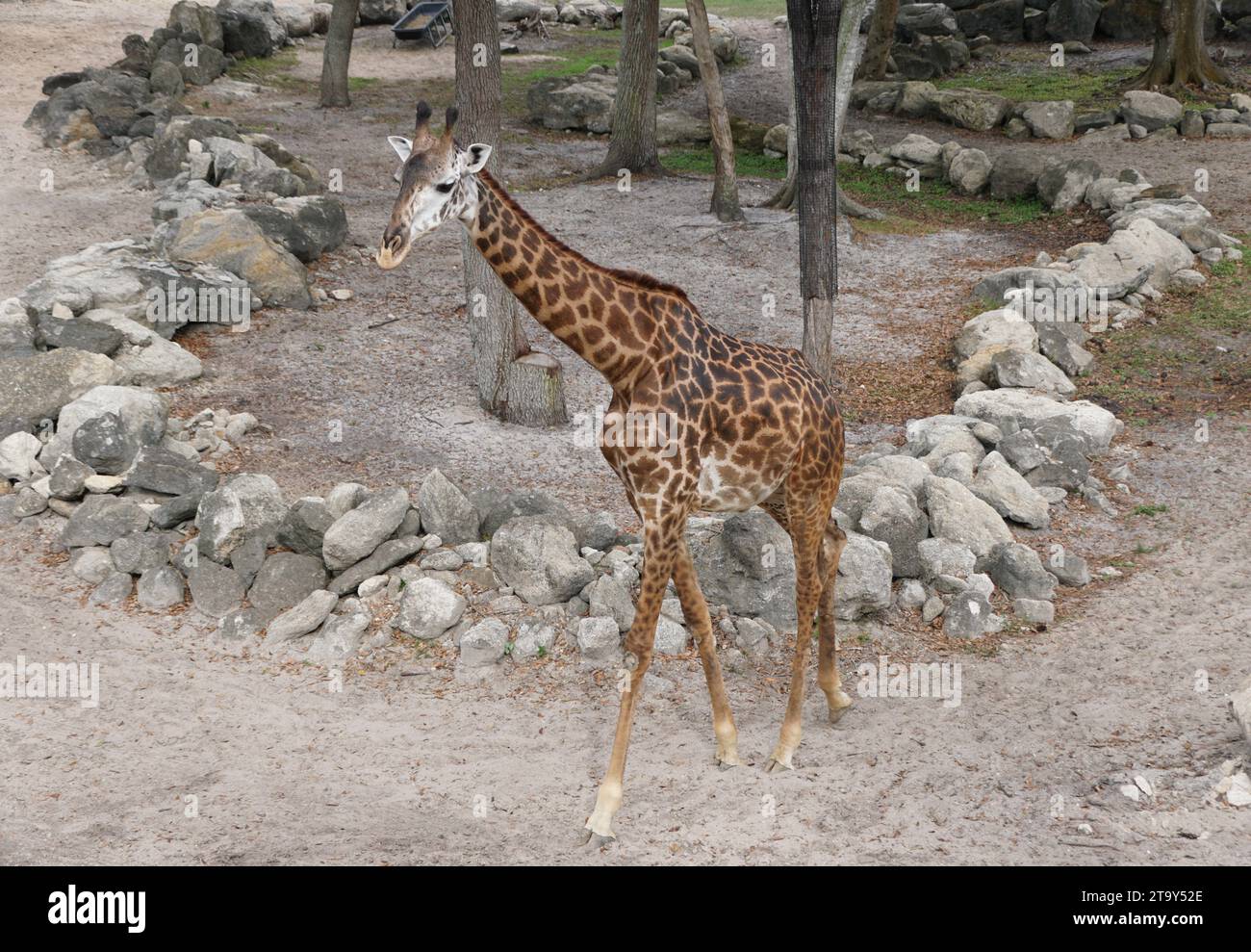Adult giraffe hi-res stock photography and images - Alamy