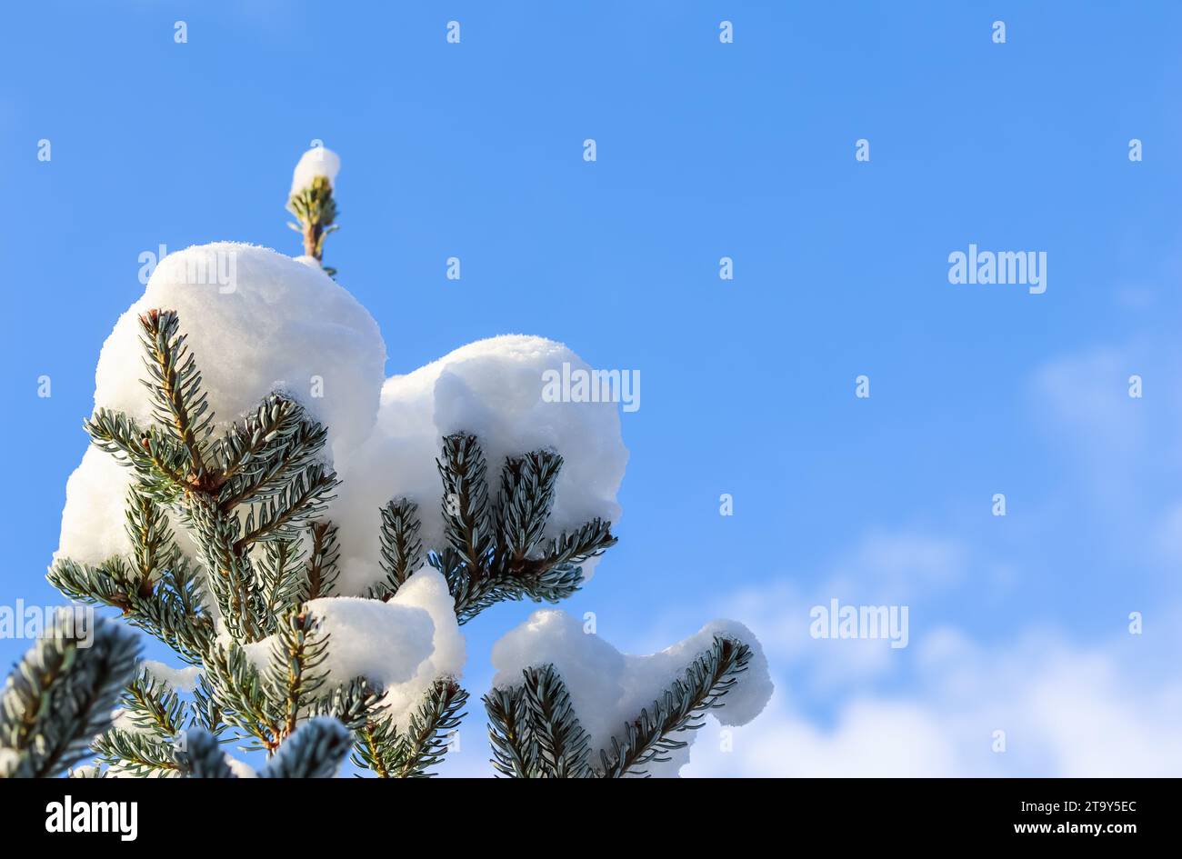 Picturesque korean spruce branches with fresh white snow against the blue sky in winter Stock ...
