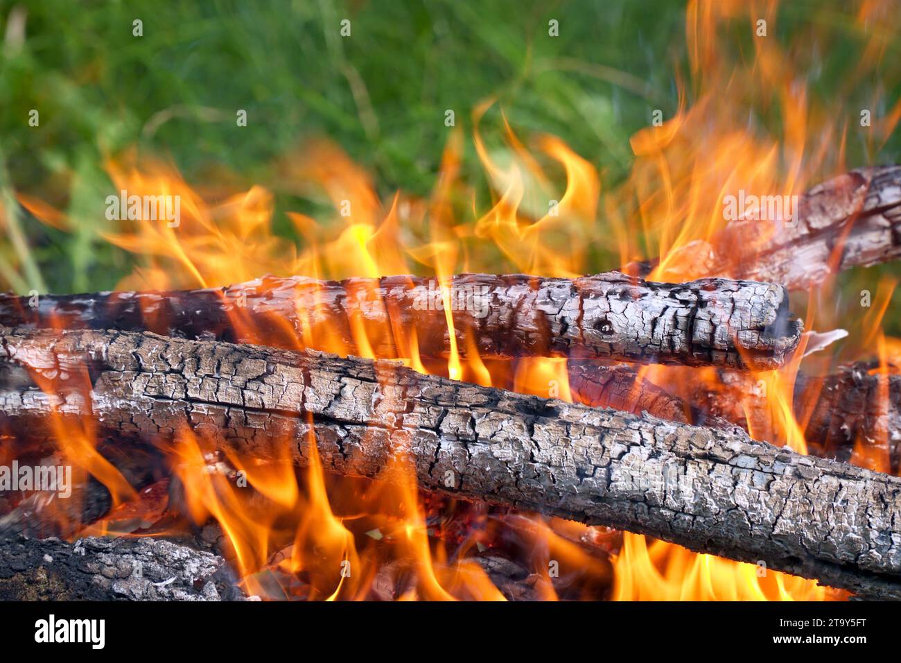 View of the burning campfire in the camp. Campfire in the green grass ...