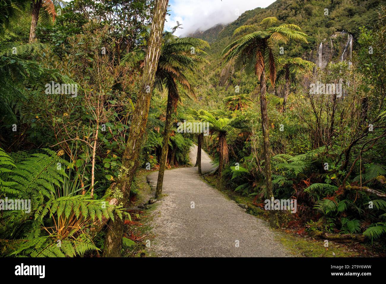 The walking track to the Franz Josef Glacier lookout through lush ...
