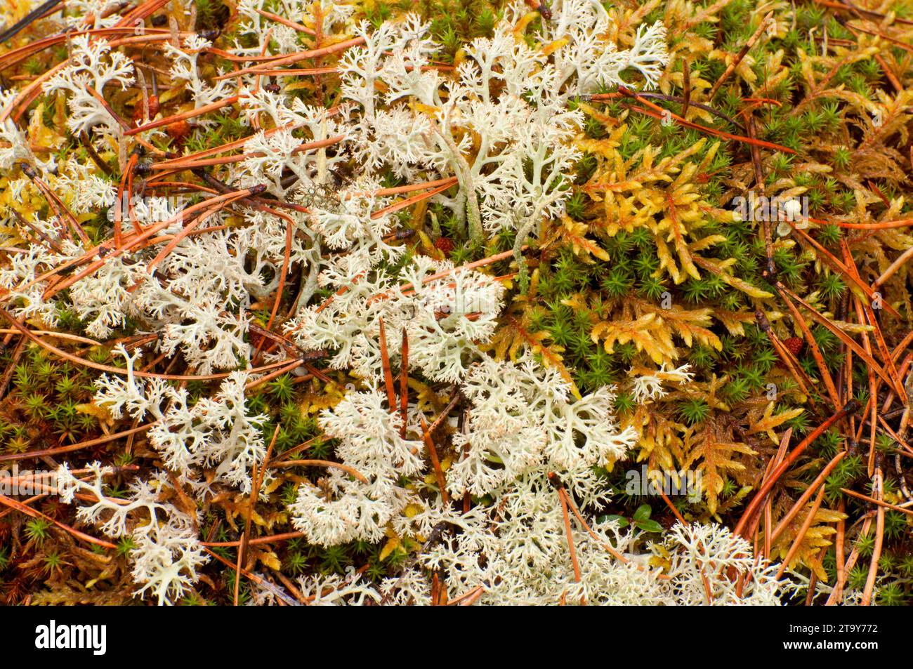 Lichen and moss along Maligne Lake Shoreline Trail, Jasper National ...
