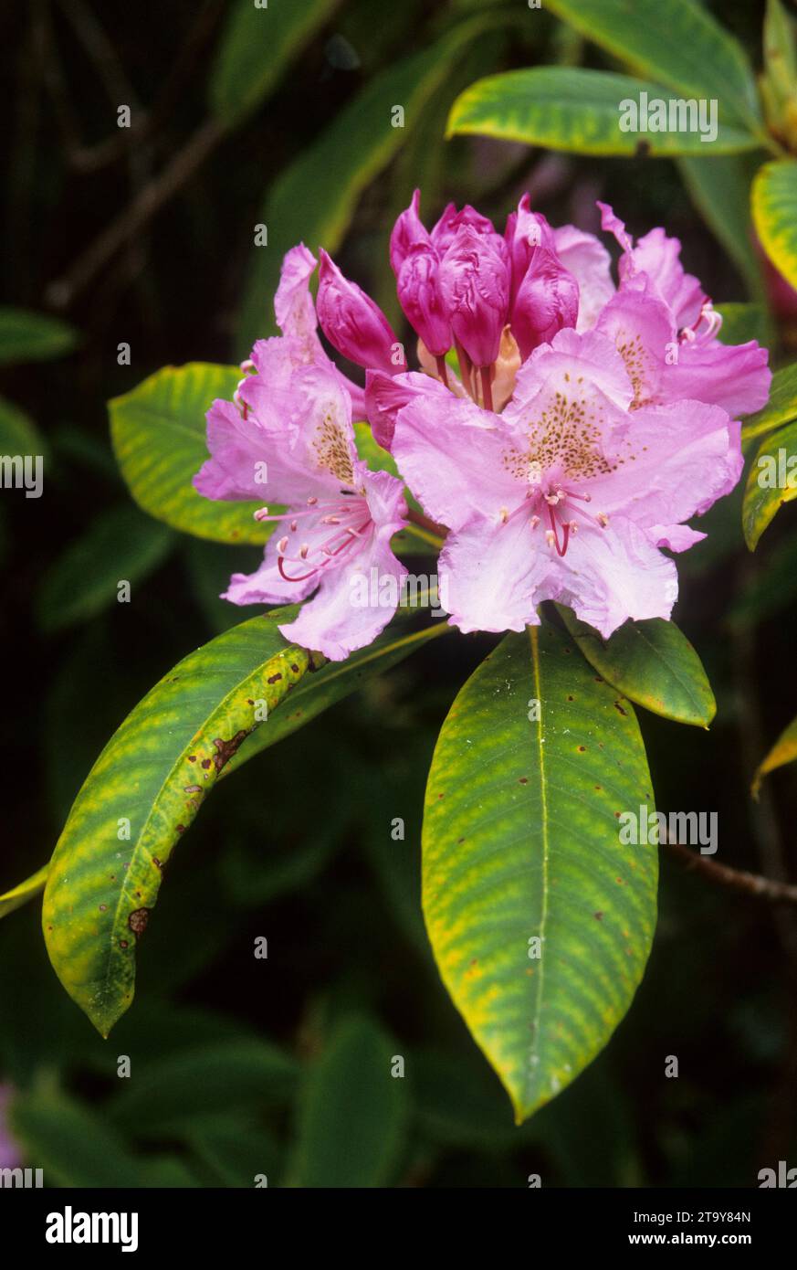 Pacific rhododendron (Rhododendron macrophyllum), Oregon Dunes National ...