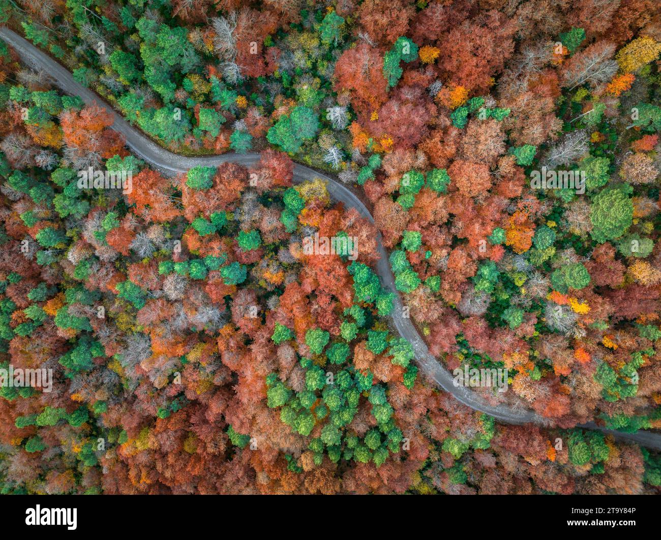 Aerial view of the Figuerassa beech forest in an autumn sunrise ...