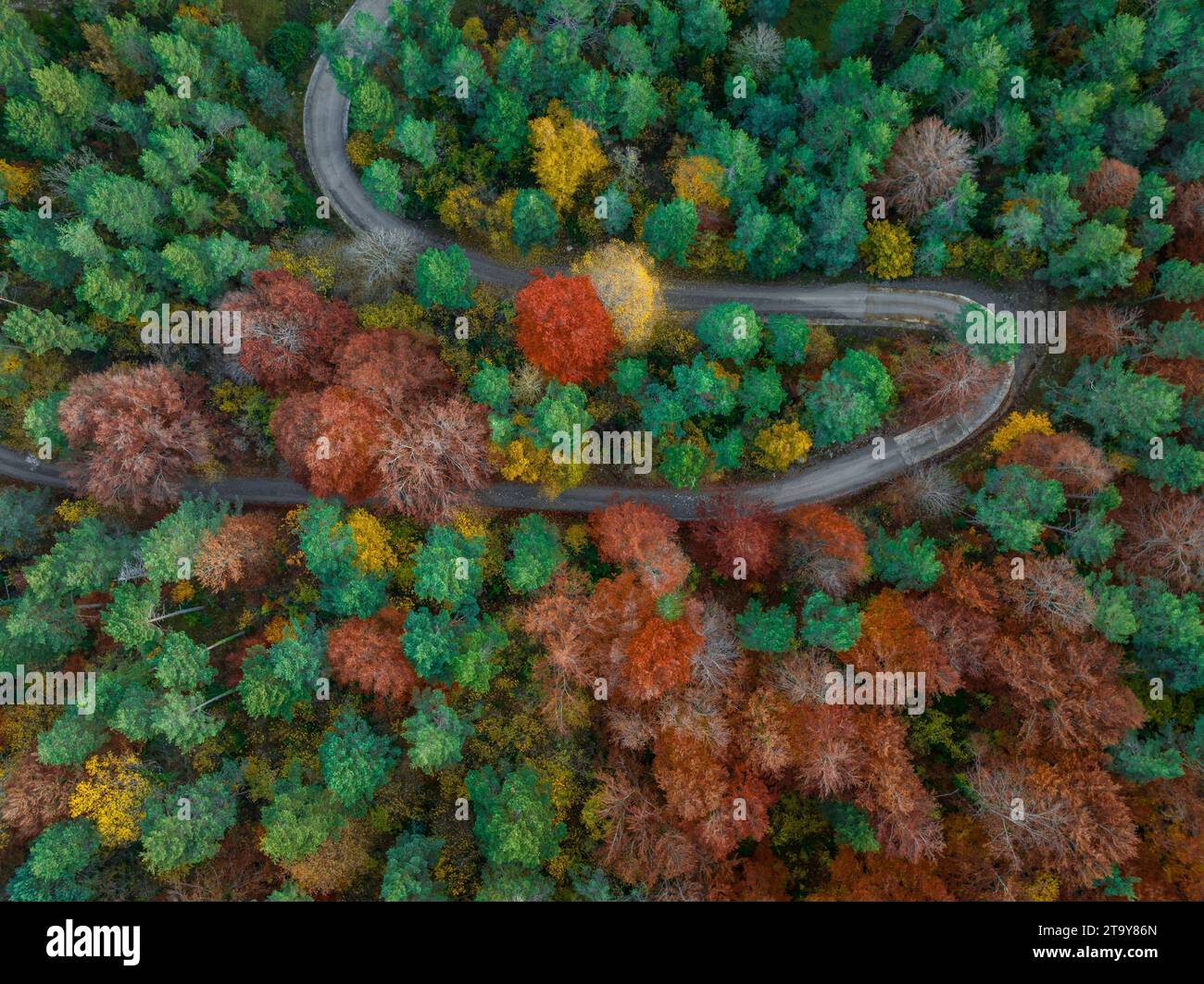 Aerial view of the Figuerassa beech forest in an autumn sunrise ...